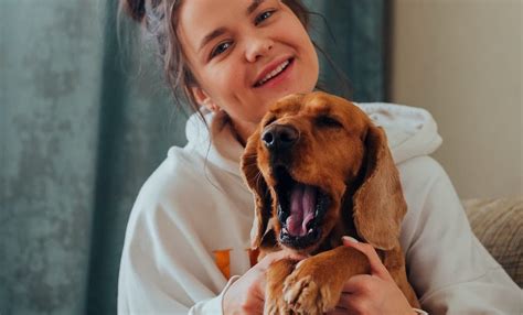 Is A Dog Yawning A Sign Of Stress