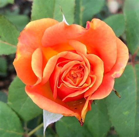Kaushal Kumar On Linkedin Beauty Cannot Be Bought It Exists But We