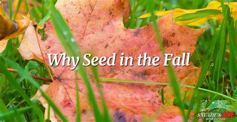 5 Expert Tips Why Seed In The Fall Sneades Ace Home Center