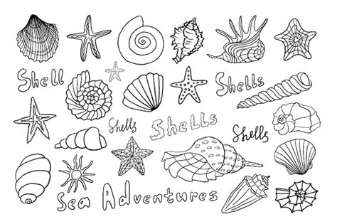 Premium Vector Set Of Different Types Of Seashells Marine Shell