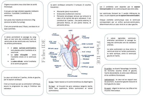 Insuffisance Cardiaque Gauche Pdf Artofit