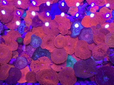 Batavia Coral Farm Home
