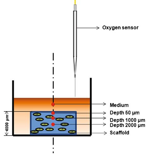 Illustration Of Oxygen Concentration Measurement Apparatus And Testing Download Scientific