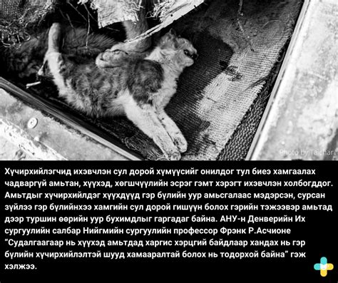 Гэрийн тэжээвэр Гэрийн тэжээвэр амьтны тухай хууль