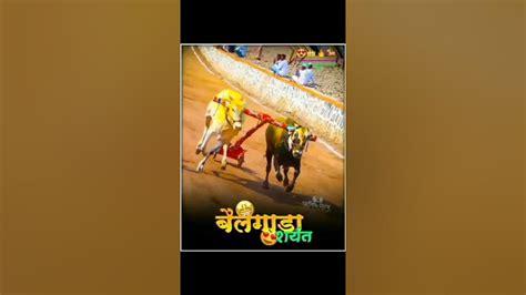 Bailgada Sharyat Status Raja Badshah Bailgada King Youtube