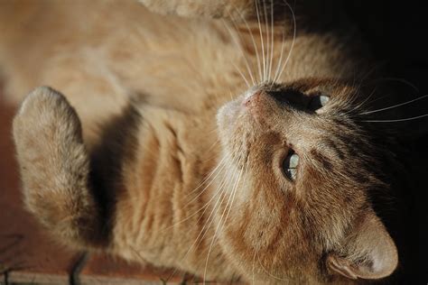 Cat Malai Portrait Free Photo On Pixabay Pixabay