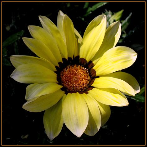Flor Imagui
