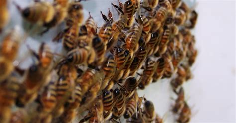 The Peace Bee Farmer Moisture In Honey