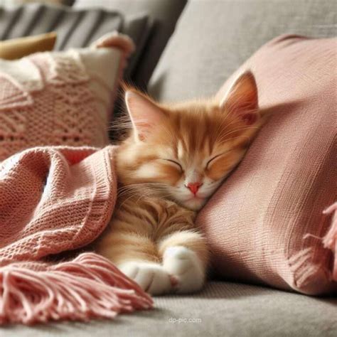 Cute Cat Pictures For Dp Download By Dp Pic