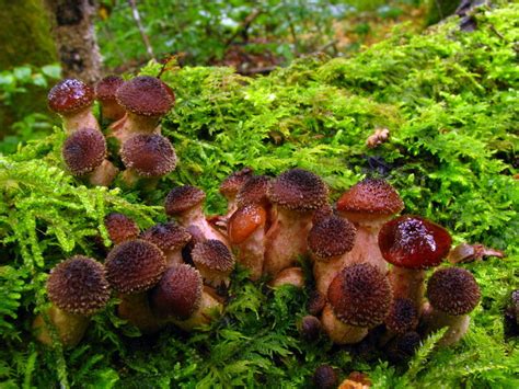 How A Fungus And A Tree Translated Underground Hugeness To Mainstream Success Atlas Obscura