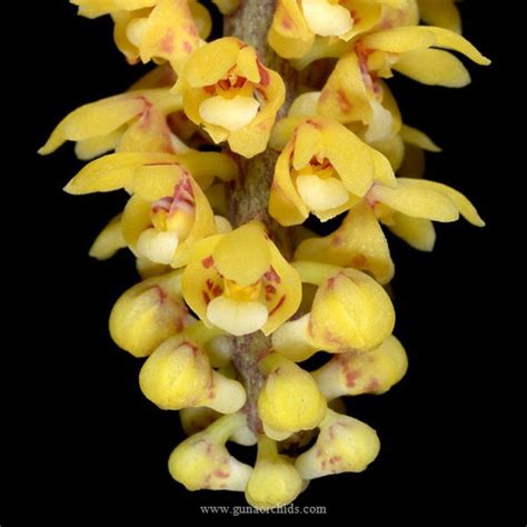 Buy Pomatocalpa Spicatum Orchid Online Orchid Plants For Sale Guna