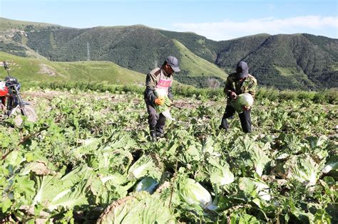 张家口蔚县高山雨露旱地大白菜喜获丰收 张家口新闻网