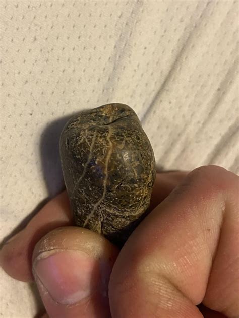 Dino Tooth R Fossilid