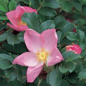 Купить Шиповник морщинистый Dagmar Hastrup - Шиповник - GardenPlants