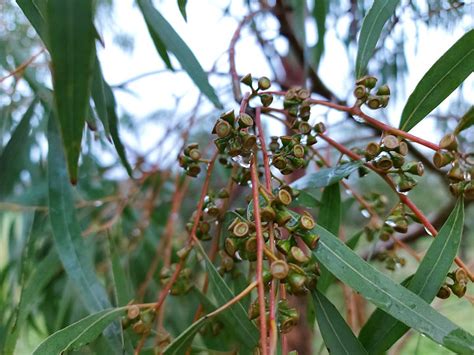 Are Eucalyptus Trees Invasive In Gardens Hardy Eucalyptus