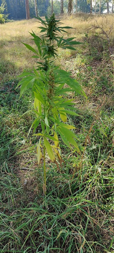 Plant Hemp Medicine Free Photo On Pixabay