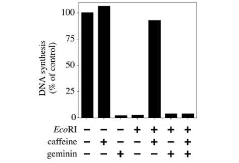 Suppression Of Dna Replication By Ecori Treatment Demembranated