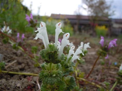 ホトケノザの純白花 20160327FB 岡本守夫 ホトケノザ 植物 花 花