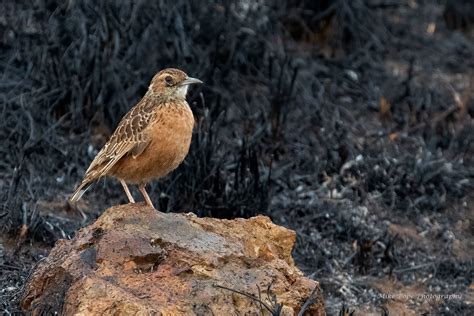 Birding Photography Adventure Highveld Grasslands