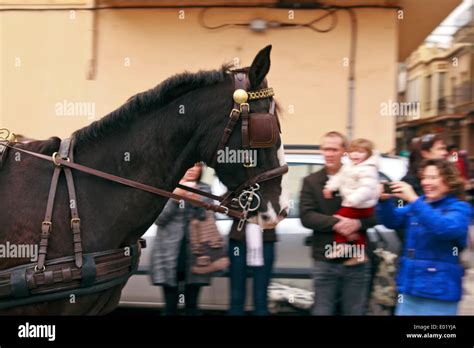 Schwarze Und Braune Pferde Fotos Und Bildmaterial In Hoher Auflösung