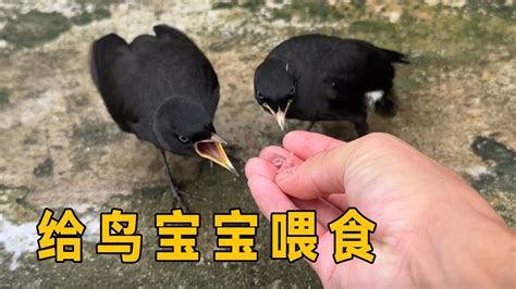 起床先给鸟宝宝喂食，肉放手里自己啄，鸟妈妈在鸟窝安心孵蛋！【叁伍萌宠】 Youtube