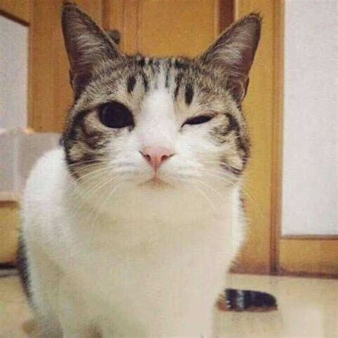 猫咪wink图片nk的图片杰瑞nk图片大山谷图库