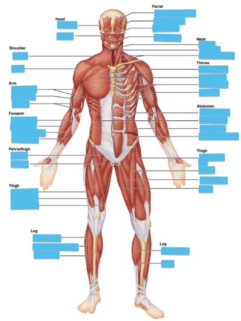 Diagram Of Anterior Superficial Muscles Quizlet