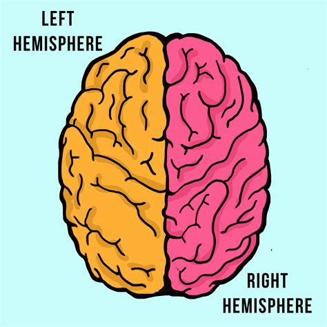 Brain Hemispheres Biology Flashcards Template Printab Vrogue Co