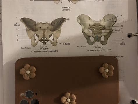 Pelvis Diagram Quizlet