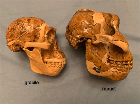 Solved Compare The Gracile And Robust Australopithecines