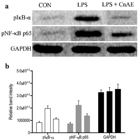 A Cnae Inhibited Phosphorylation Of Iκb α And Nf κb P65 In Lps Induced