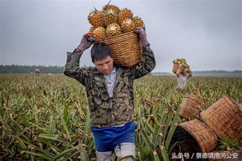 廣東徐聞縣菠蘿的海 每日頭條
