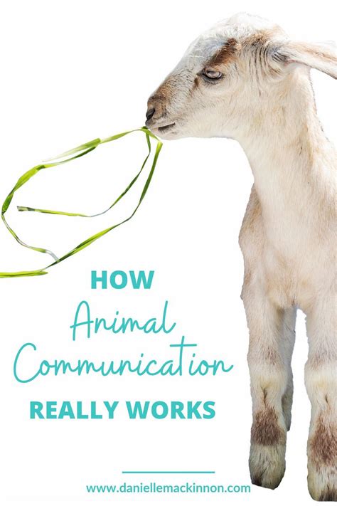 Animal Communication Guide Artofit