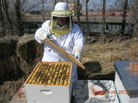 Spring Inspection For Brood Bee Keeping Spring Brooding