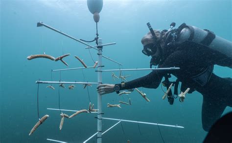 Coral Reef Restoration Elkhorn Marine Conservancy