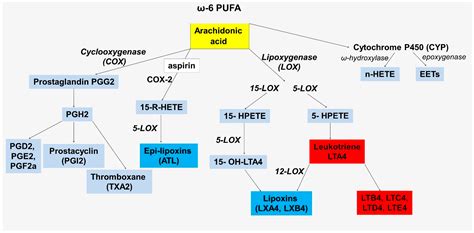 Genes Free Full Text Genetic And Epigenetic Regulation Of