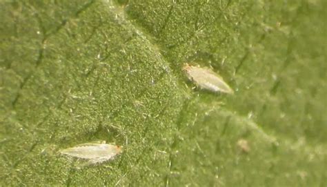 16 Tiny White Bugs In House Pictures And Identification