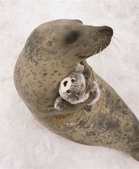 Seals Clapping 
