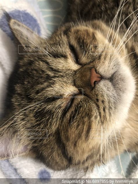 居眠りねこちゃんの写真・画像素材 6897855 Snapmart（スナップマート）