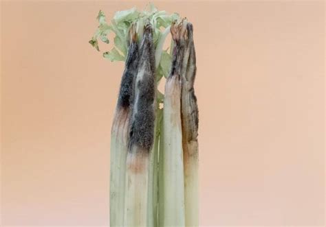 How To Tell If Celery Is Bad Kitchensanity