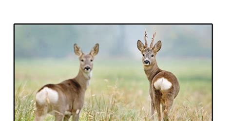 만화 노루 궁뎅이 버섯의 진실 Manhwa 짜잔형のイラスト Pixiv