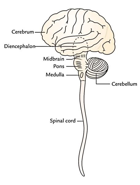 Easy Notes On CerebrumLearn In Just Minutes