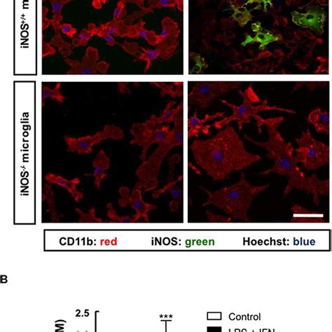 Transmission Electron Microscopy Tem Of Ependyma And Polyps A