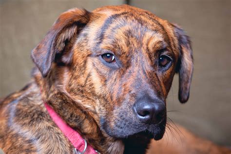 What Breeds Are Brindle Color At Dana Marshall Blog