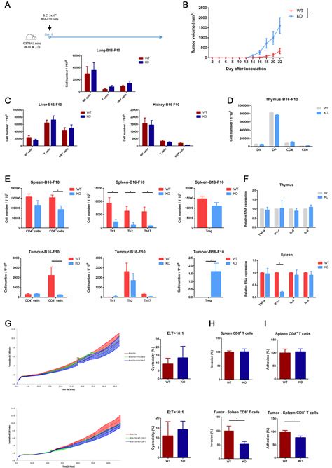 Cd7 Protein Plays A Crucial Role In T Cell Infiltration In Tumors Heliyon