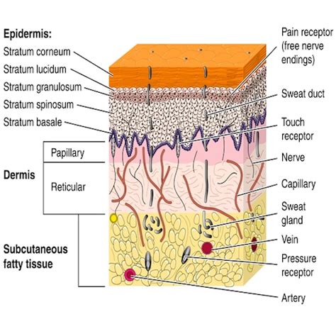 Stratum Corneum Drawing