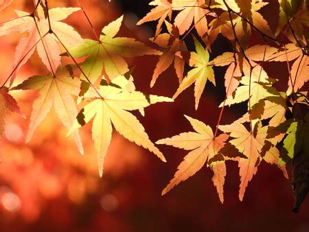 写真共有サイトフォト蔵