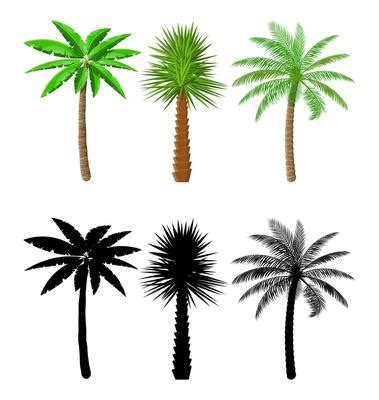 Palm Tree Set Vector Art Icons And Graphics For Free Download