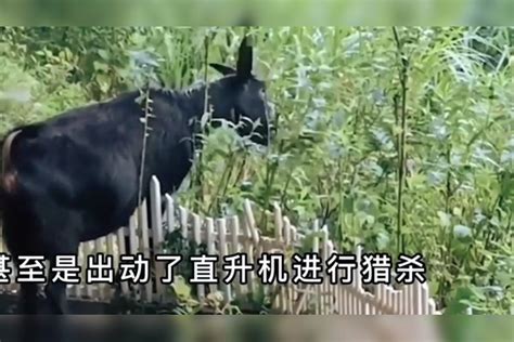 澳大利亚野山羊泛滥成灾直升机都灭不掉为何无人敢吃