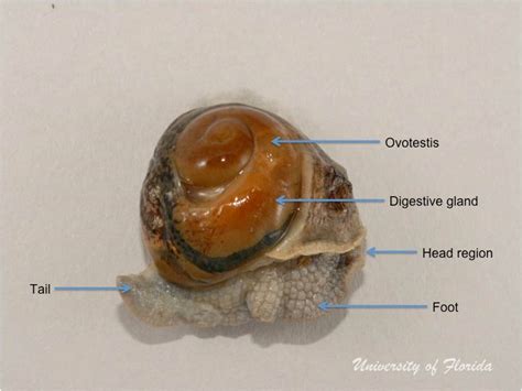 Snail With Shell Removed